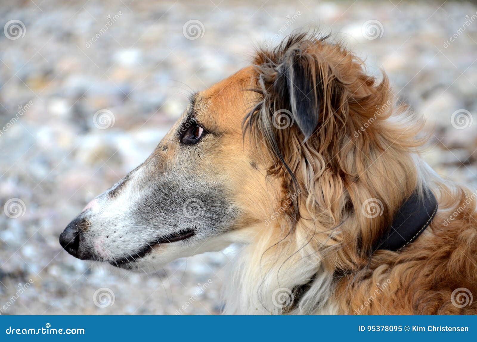 Borzoi face portrait stock image. Image of side, white - 95378095