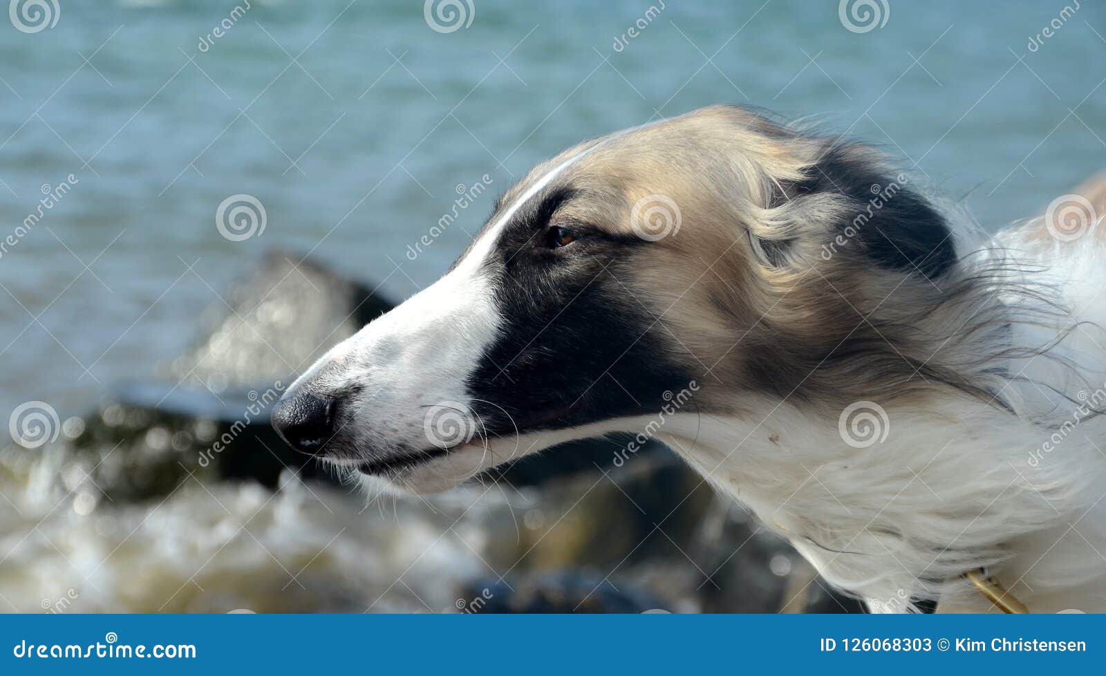 537 Borzoi Face Stock Photos - Free & Royalty-Free Stock Photos from ...