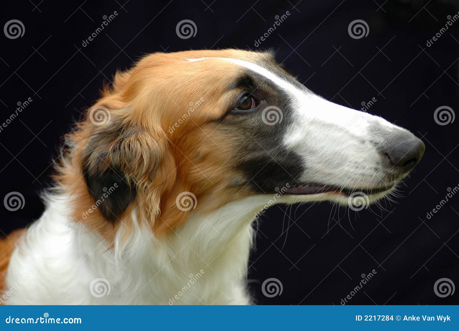 Borzoi hound dog portrait stock photo. Image of animals - 2217284