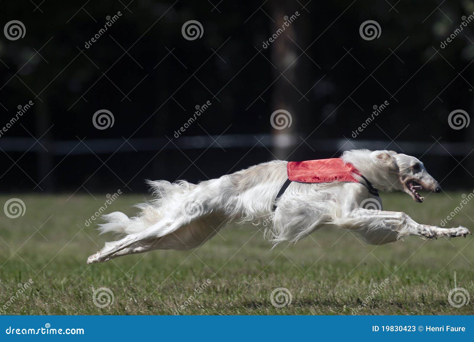 Borzoi lure coursing stock image. Image of sport, sighthound - 19830423