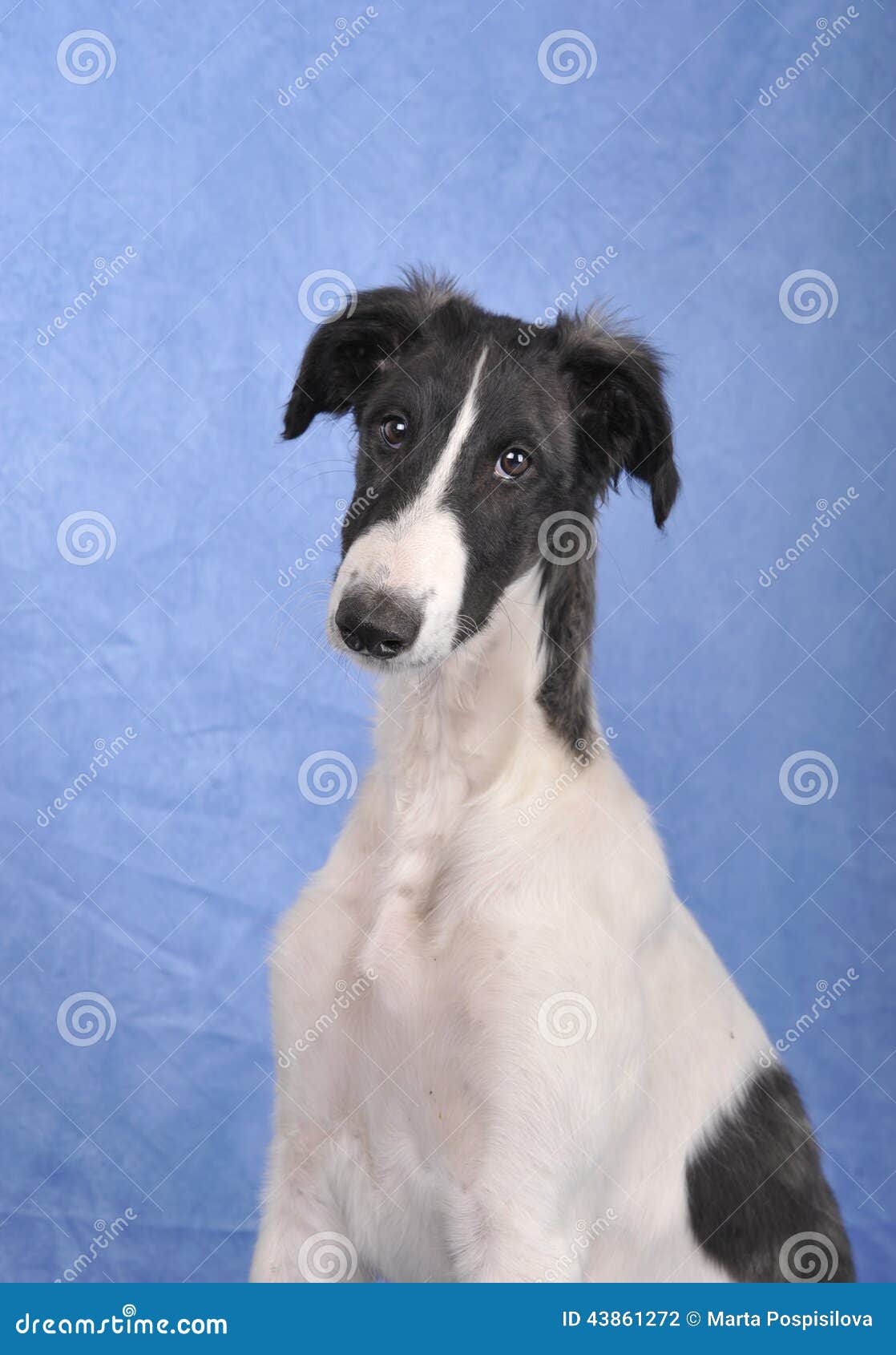 Borzoi puppy stock photo. Image of hound, borzoi, blue - 43861272