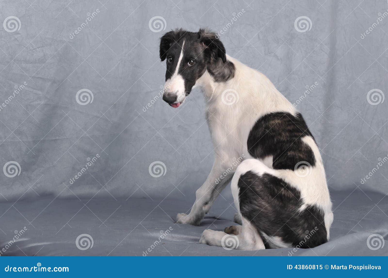 Borzoi puppy stock image. Image of sweet, white, hound - 43860815