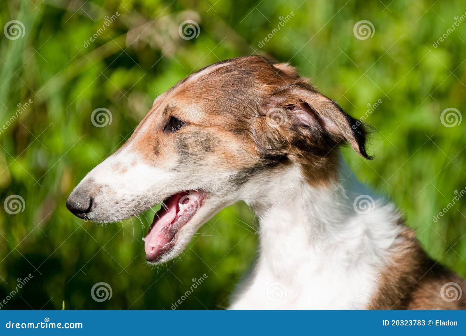 Borzoi puppy head stock image. Image of borzoi, profile - 20323783
