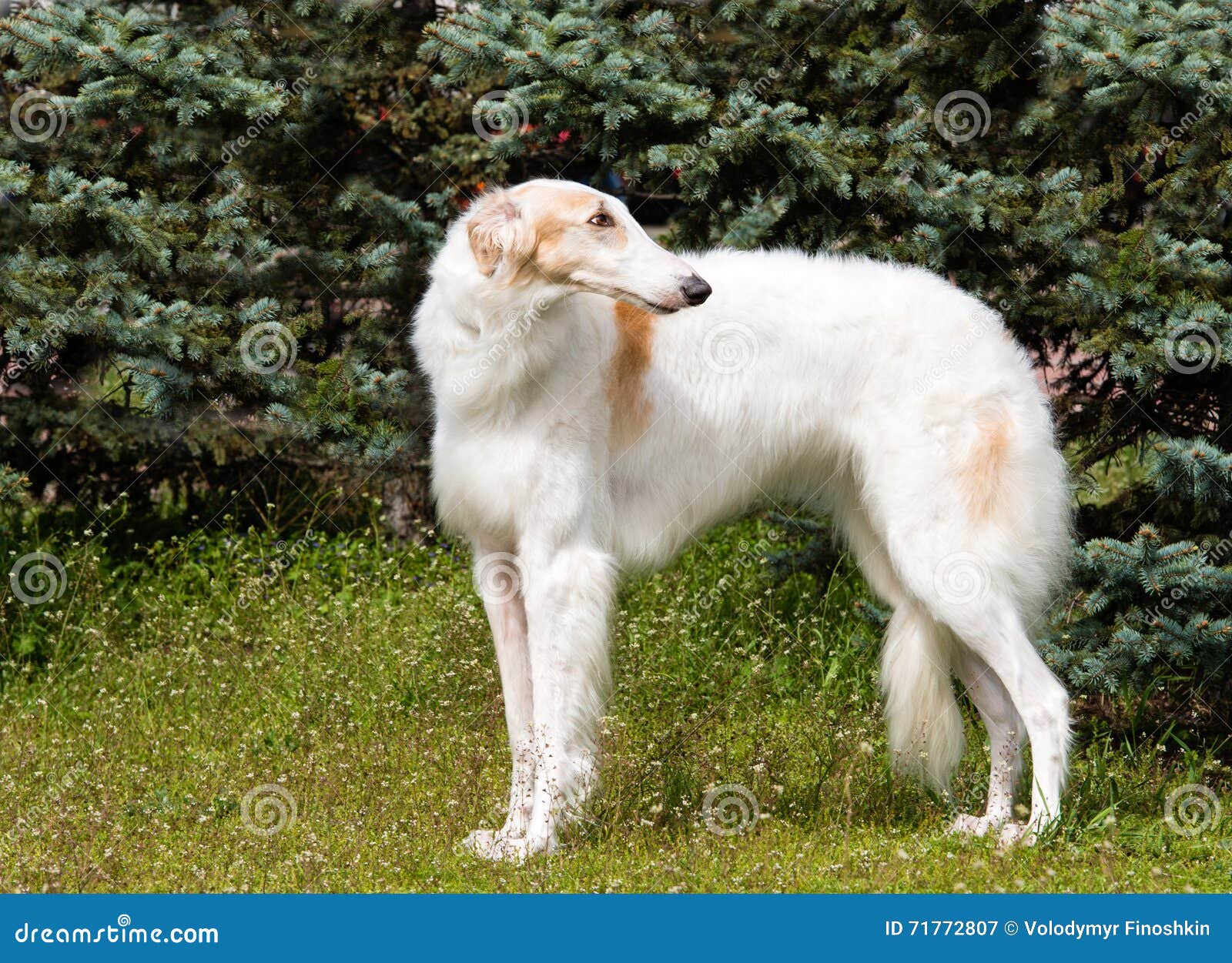 Borzoi Russian looks back. stock image. Image of wolfhound - 71772807
