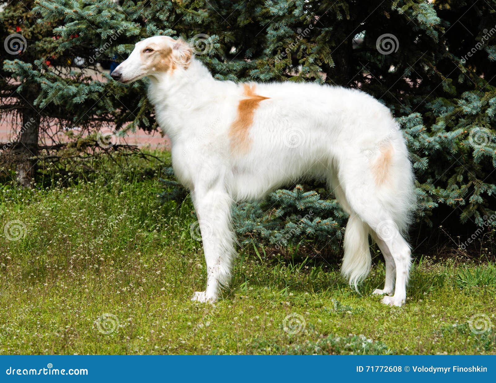 Borzoi Russian profile. stock photo. Image of animal - 71772608