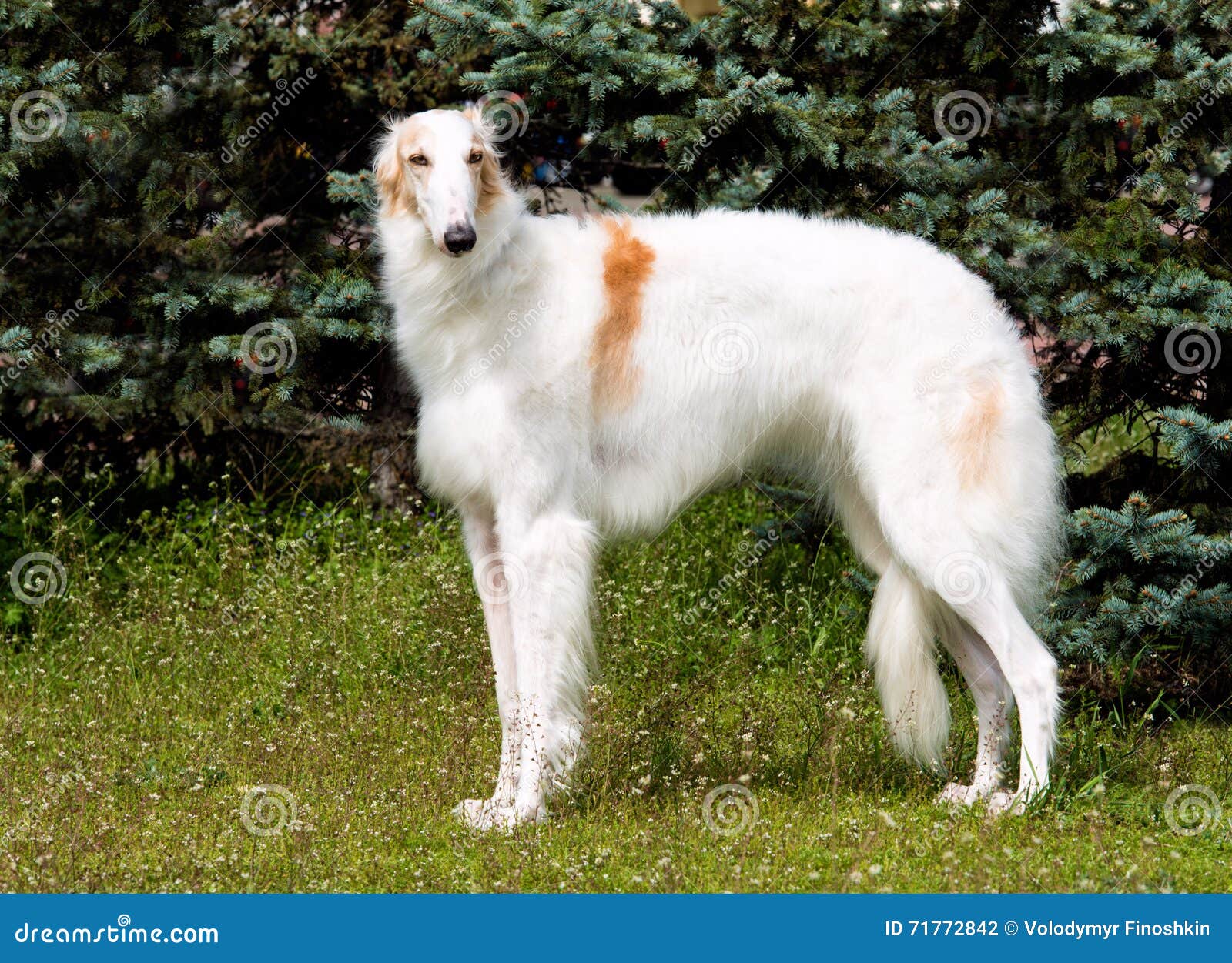 Borzoi Russian white. stock photo. Image of wolfhound - 71772842