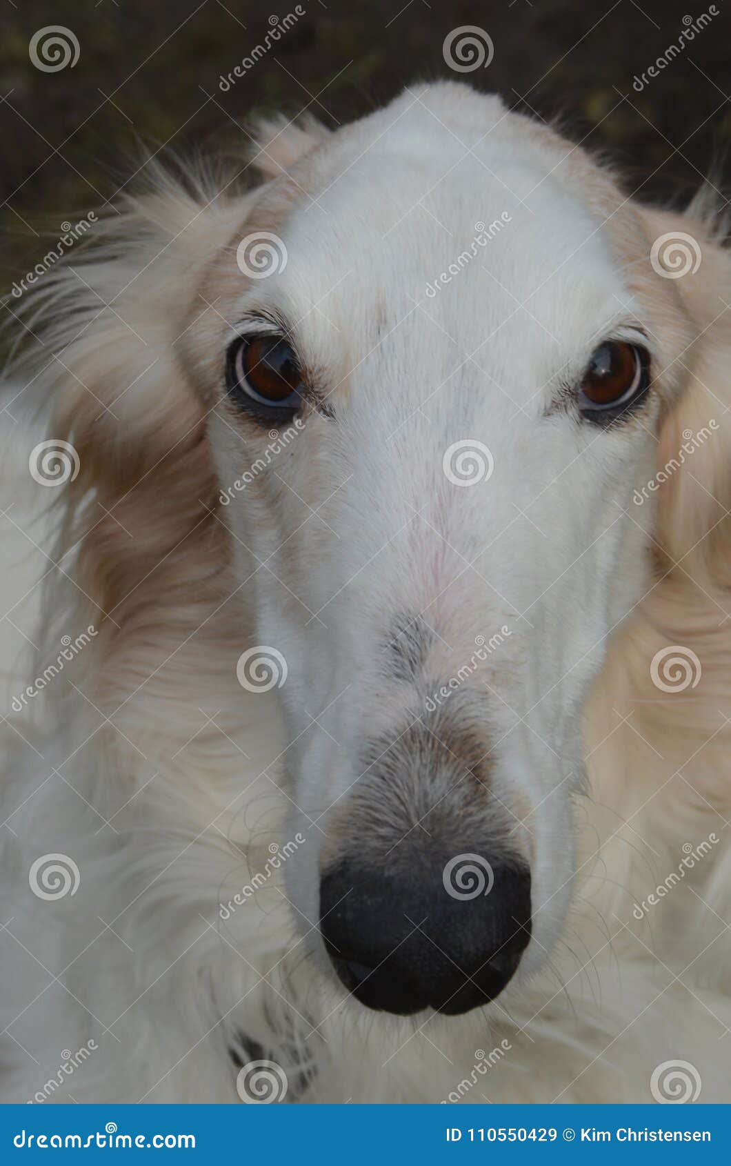 Borzoi`s face stock image. Image of portrait, borzoi - 110550429