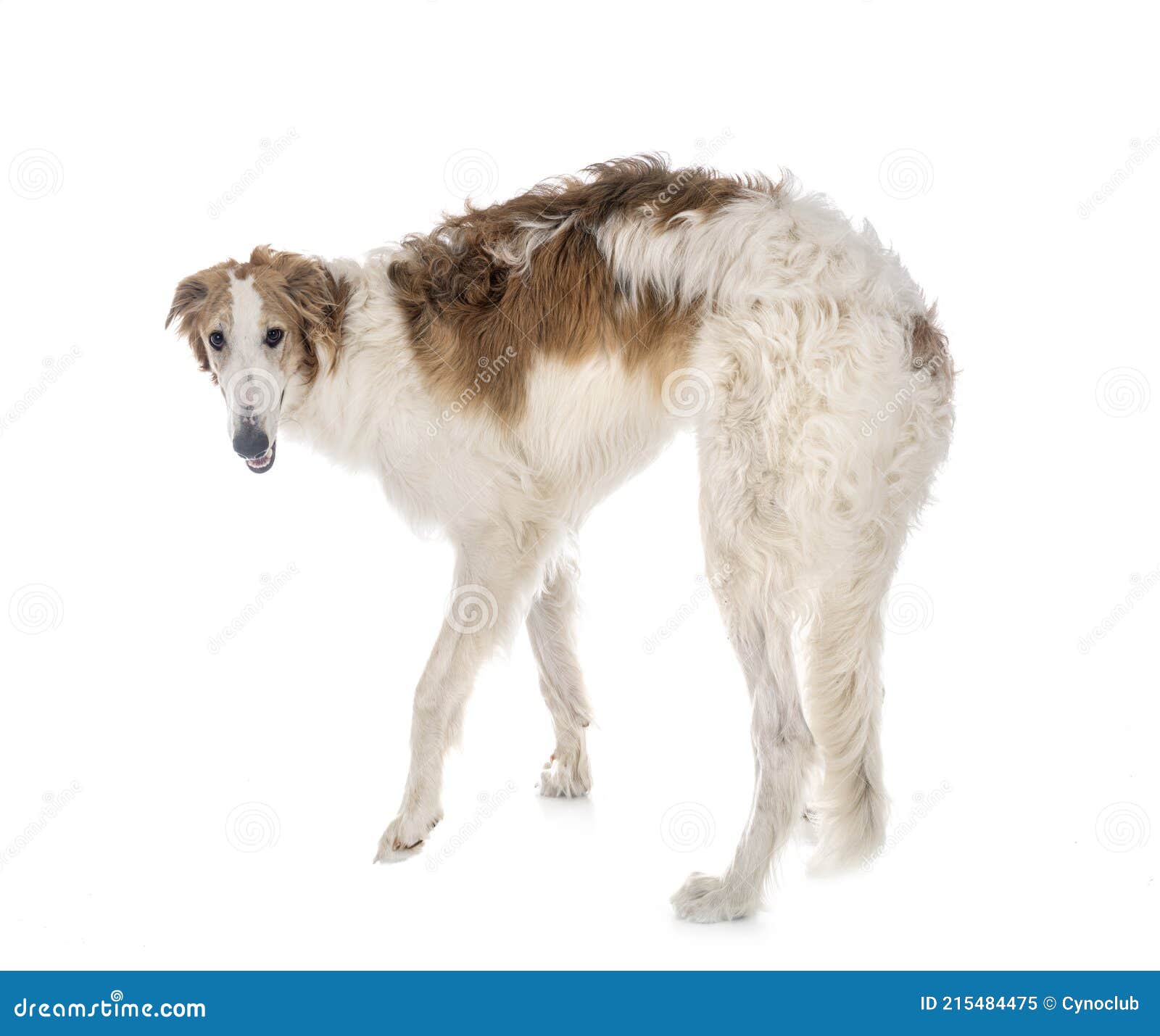 Borzoi in studio stock image. Image of studio, background - 215484475