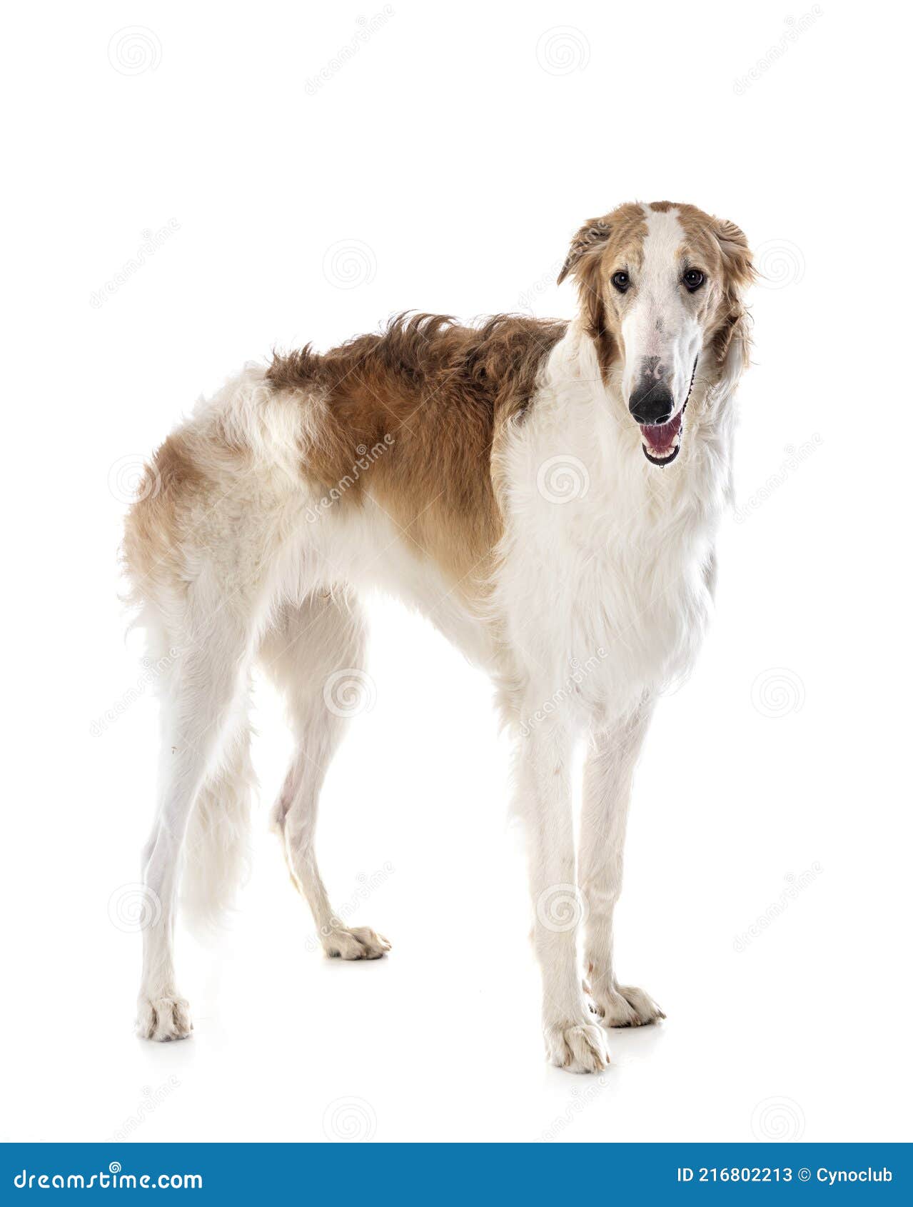 Borzoi in studio stock image. Image of isolated, hunting - 216802213