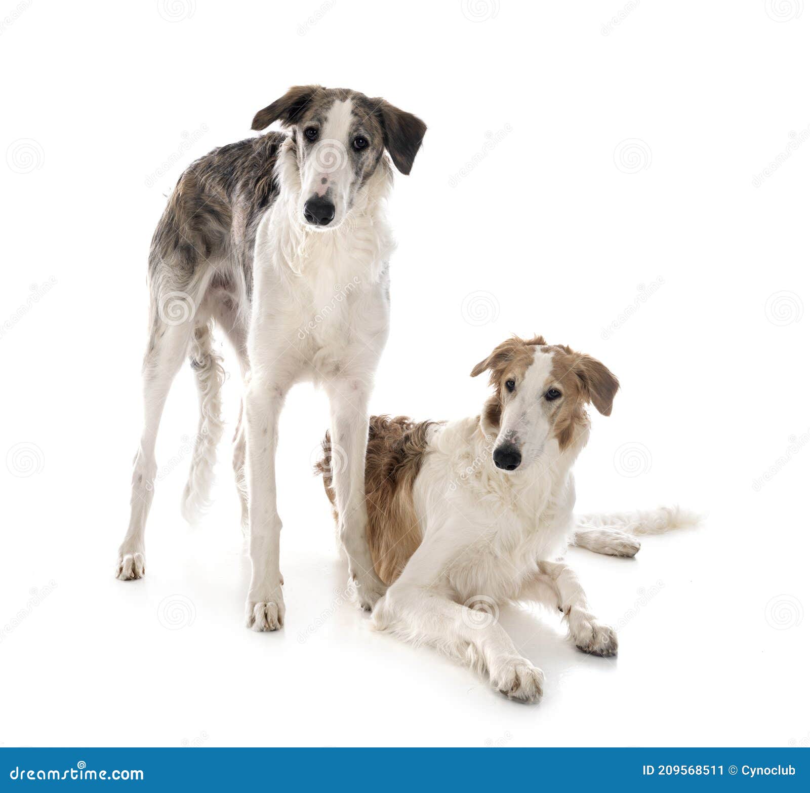 Borzois in studio stock image. Image of background, sighthound - 209568511
