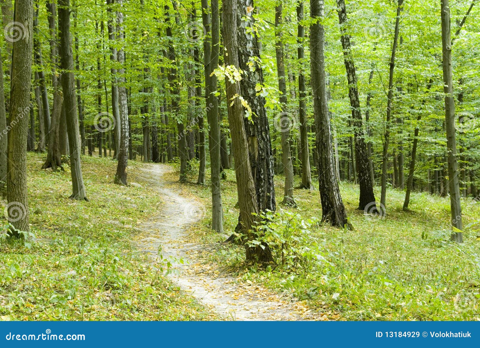 Bos stock afbeelding. Image of uitgelijnd, buiten, luifel - 13184929