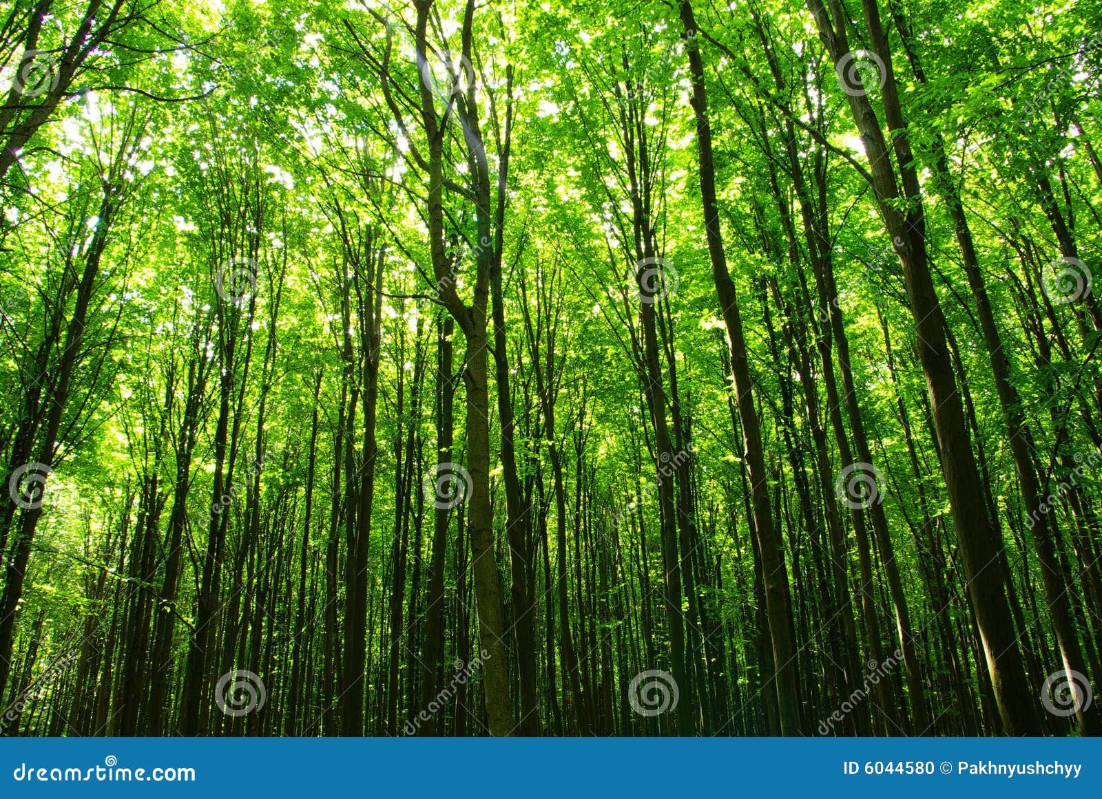 Bos Picture. Image: 6044580