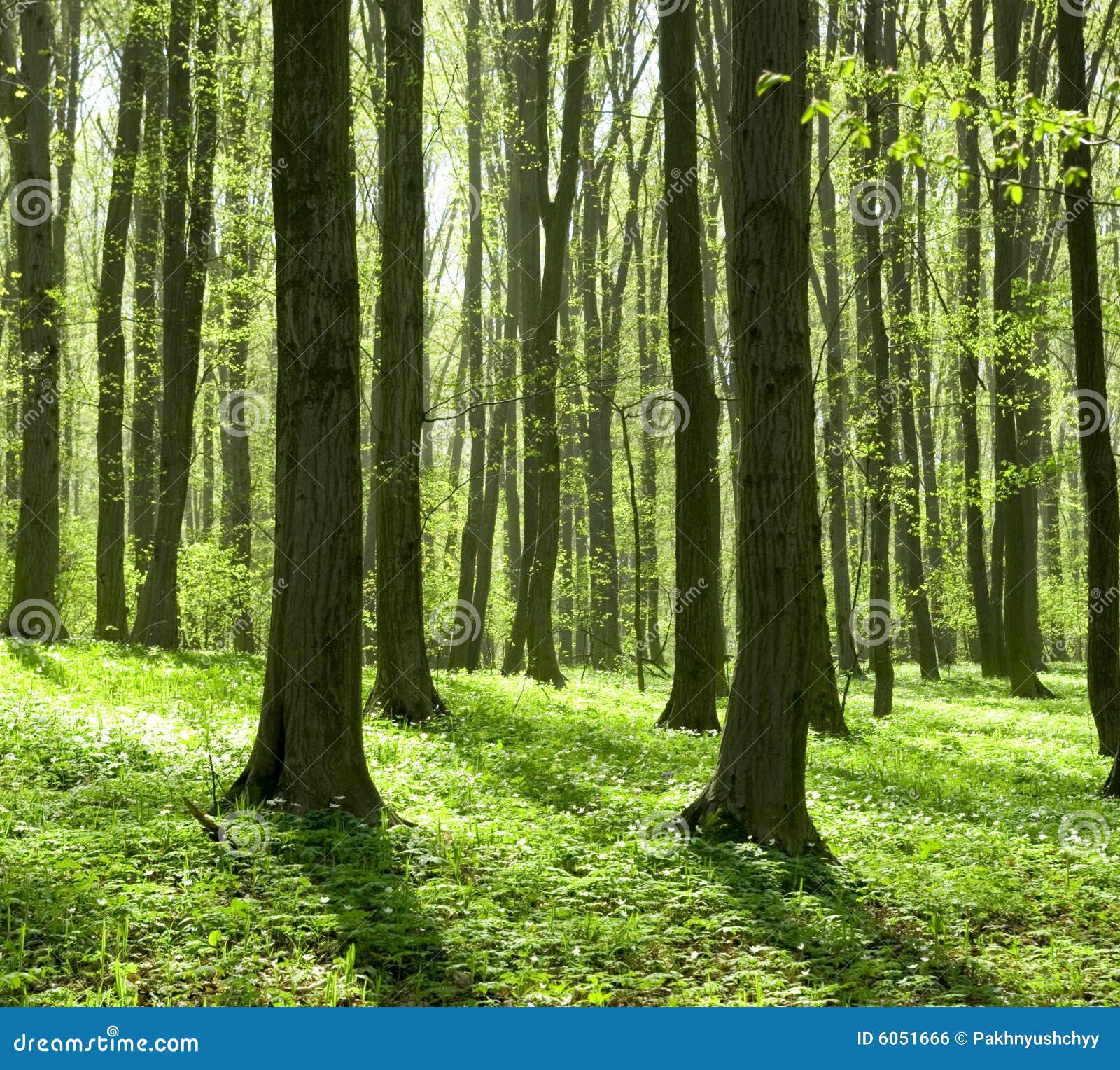 Bos Picture. Image: 6051666