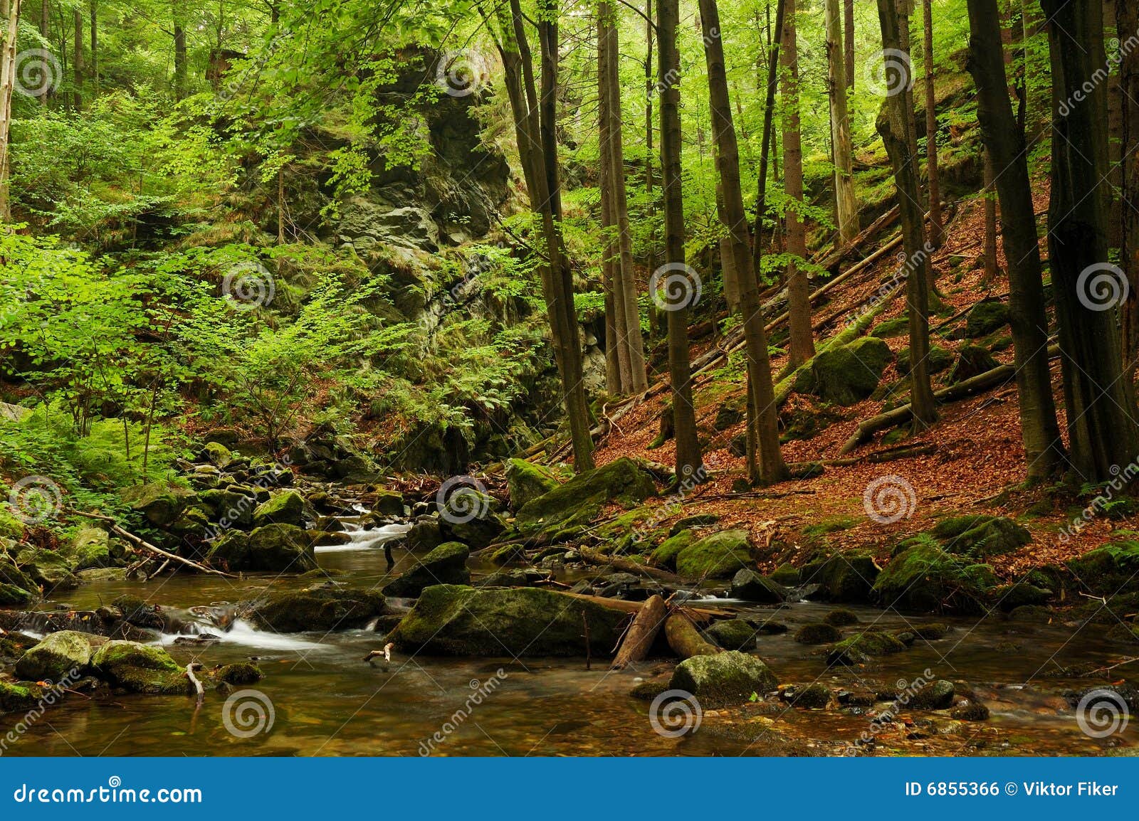 Bos stock foto. Image of buiten, zuurstof, ontspanning - 6855366