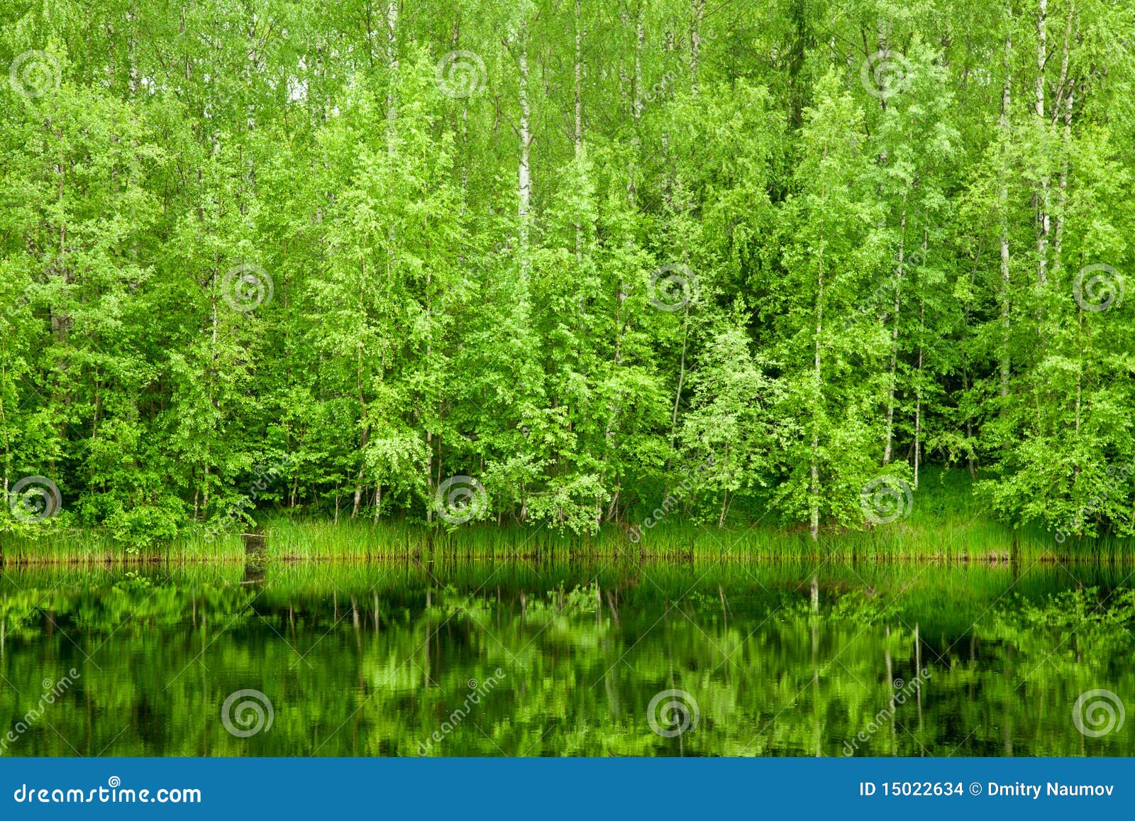 Bos achtergrond stock foto. Image of naald, niemand, milieu - 15022634