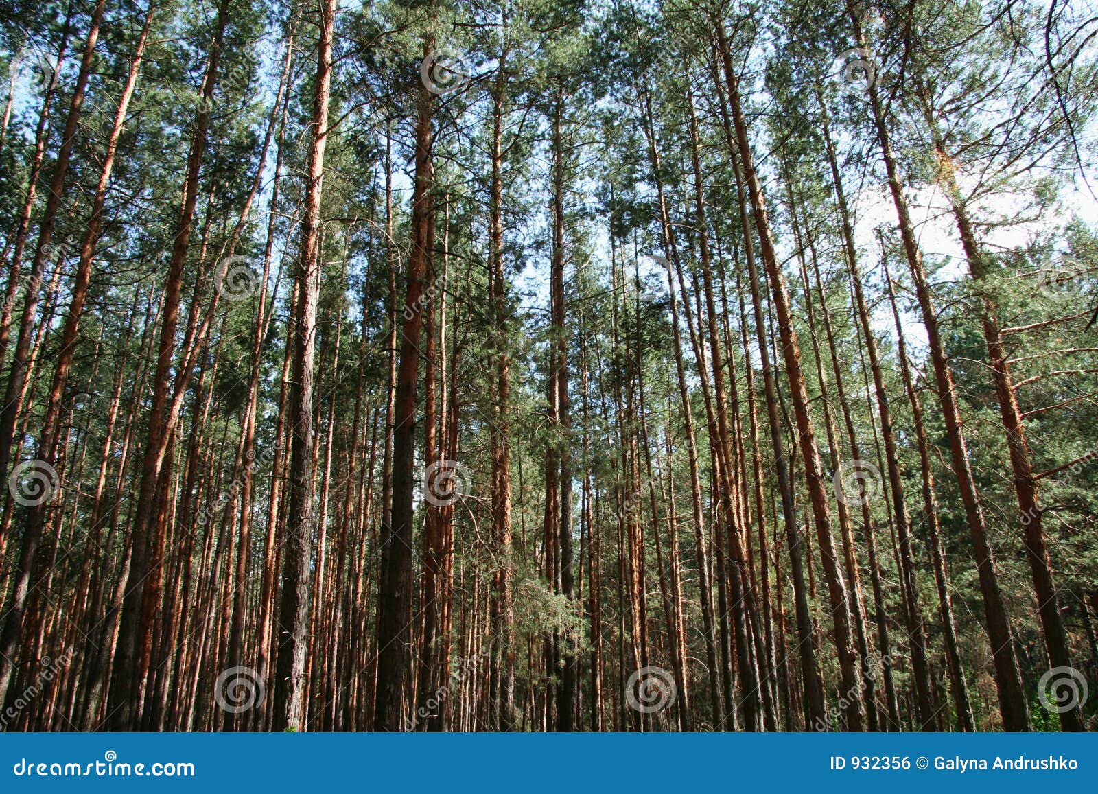 Bos achtergrond stock foto. Image of groen, zomer, pijnbomen - 932356