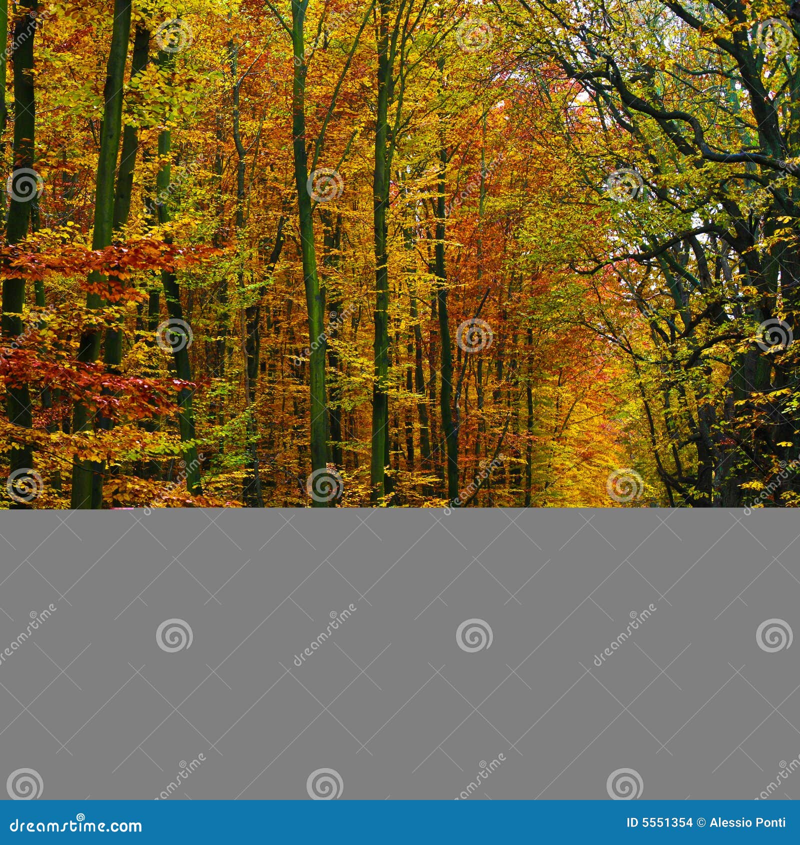 Bos Achtergrond in De Herfst 04 Stock Foto - Image of installatie ...