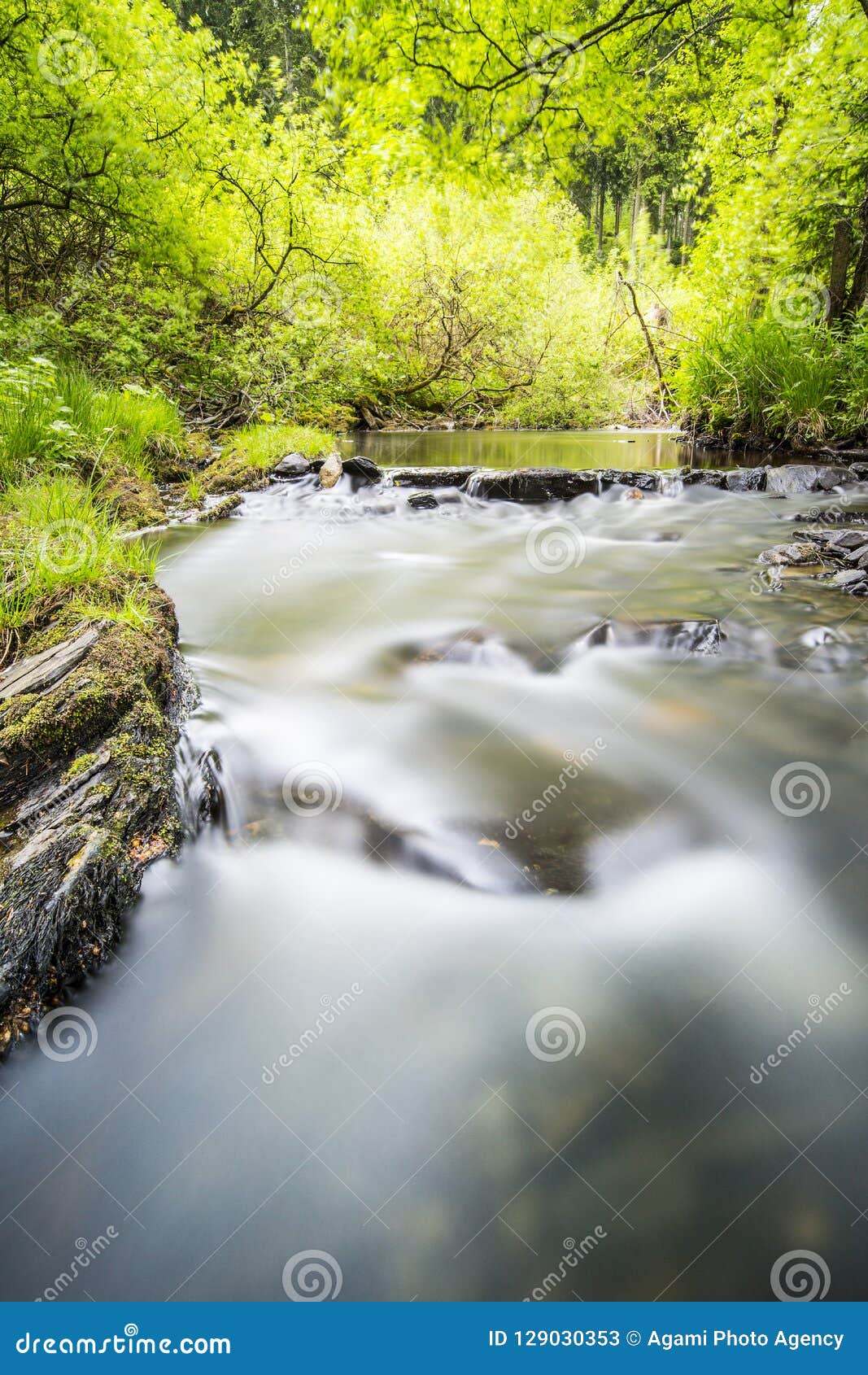 Bos beek, Forest brook stock image. Image of europa - 129030353