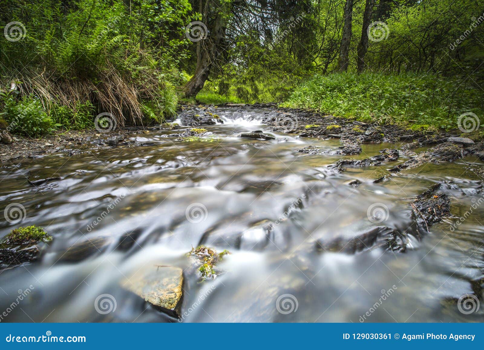Bos beek, Forest brook stock image. Image of bachtal - 129030361