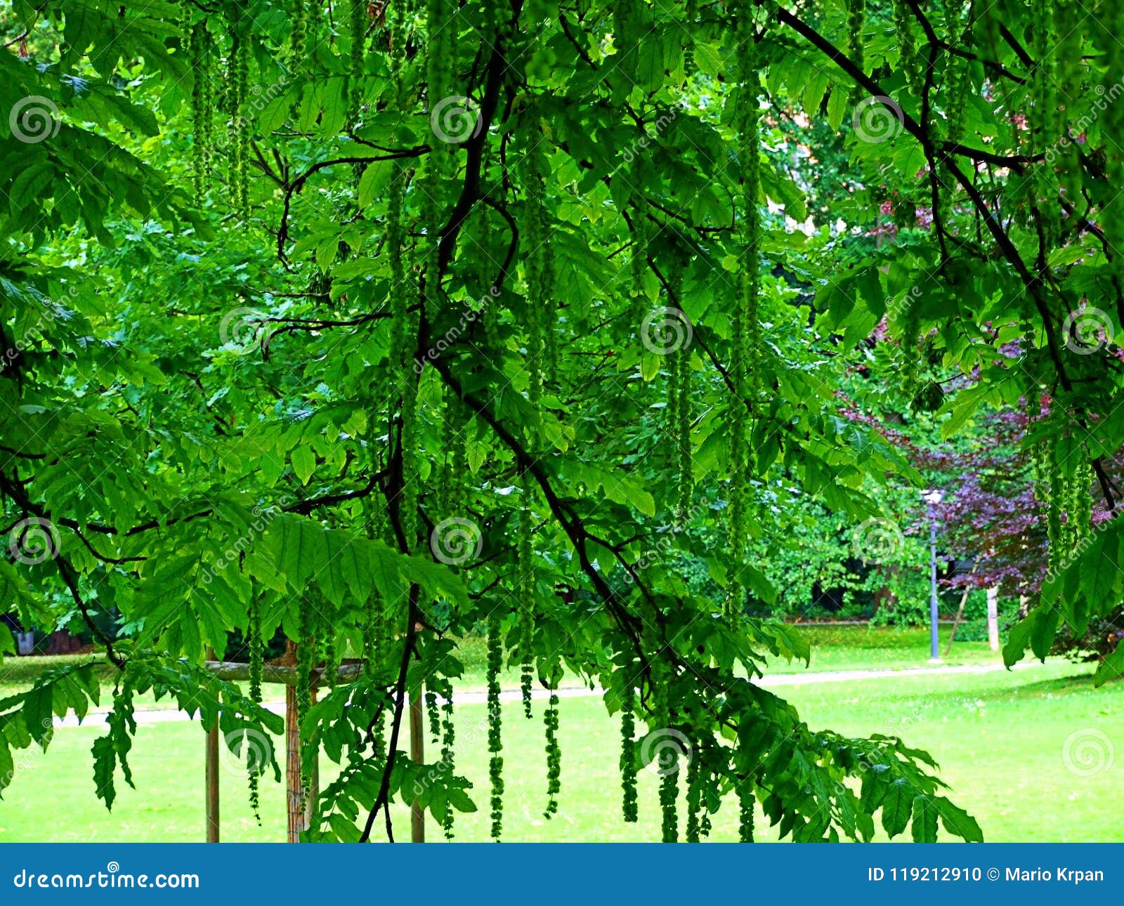 Bos, Boom, Groene Aard, Bomen, Landschap, De Lente, Hout, Blad, De ... Bos, Boom, Groene Aard, Bomen, Landschap, De Lente, Hout, Blad, De ...