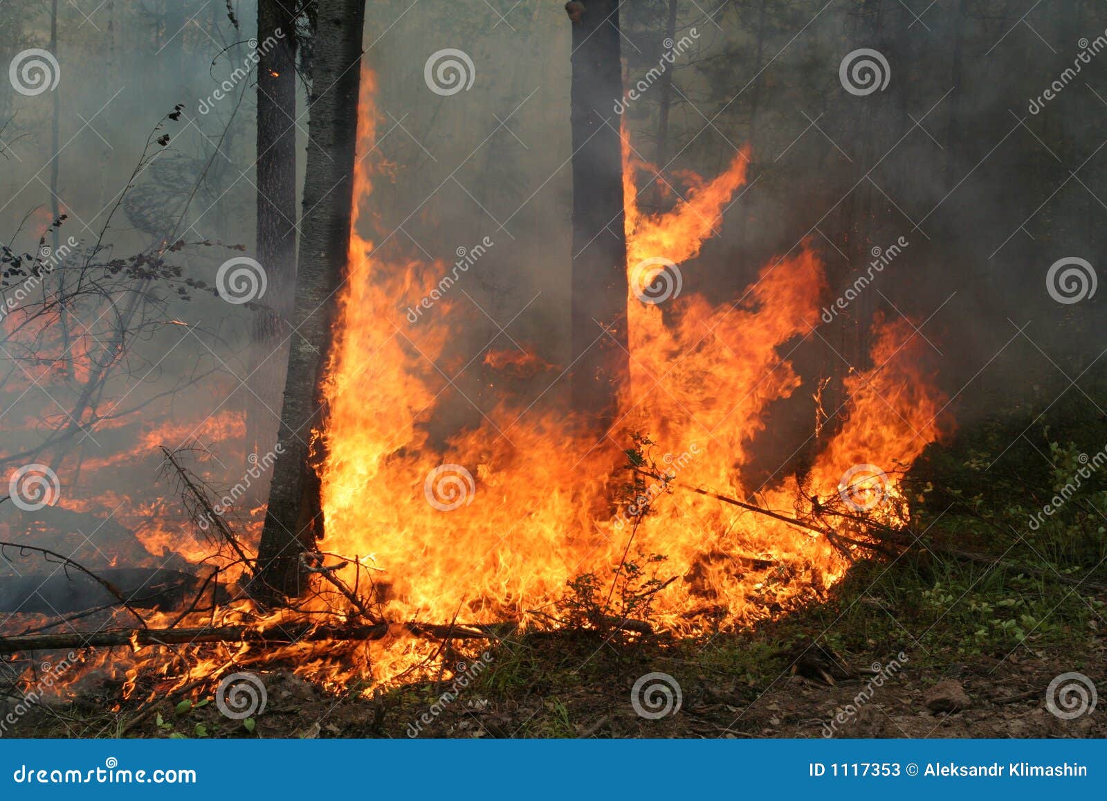 Bos brand stock afbeelding. Image of hout, boom, verbranding - 1117353