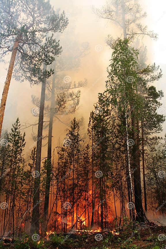 Bos brand stock afbeelding. Image of brand, boom, rook - 1117365