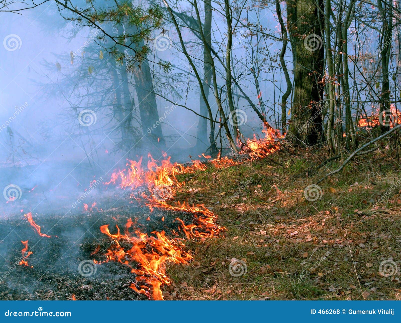 Bos brand. stock foto. Image of gras, najaar, bomen, overtreding - 466268