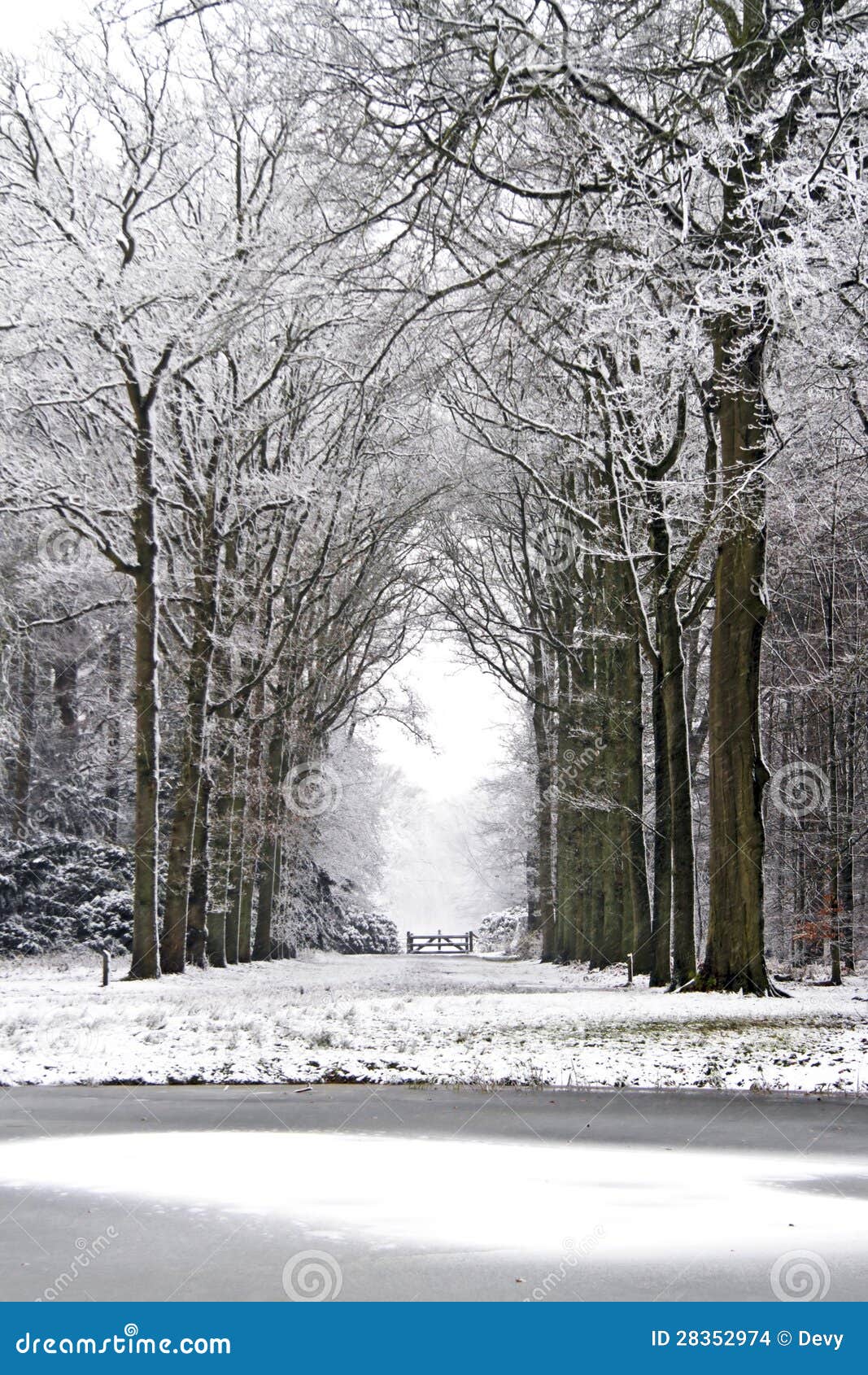 Bos in De Winter in Nederland Stock Foto - Image of winter, bomen: 28352974