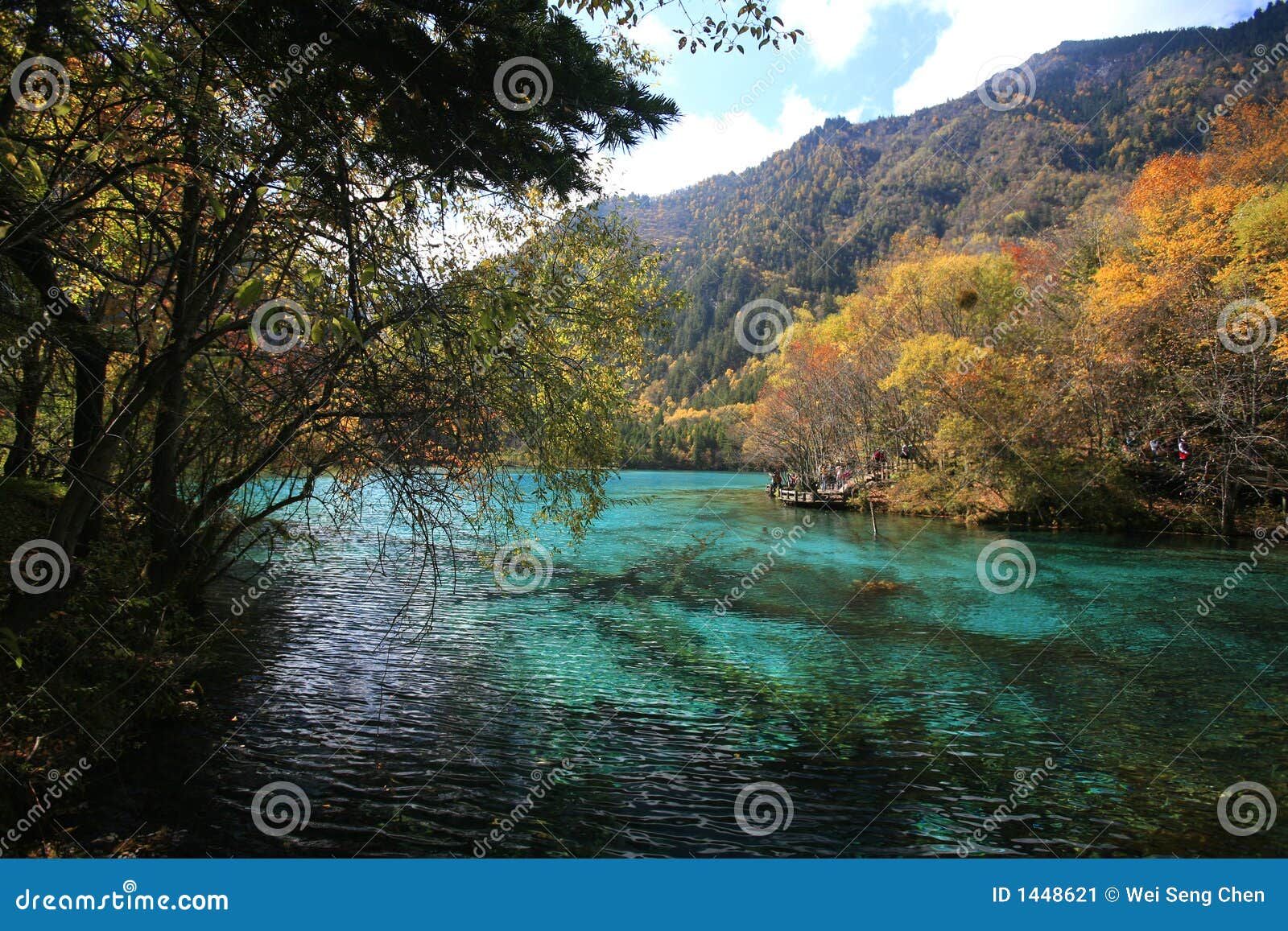 Bos en meer stock afbeelding. Image of zuiverheid, park - 1448621