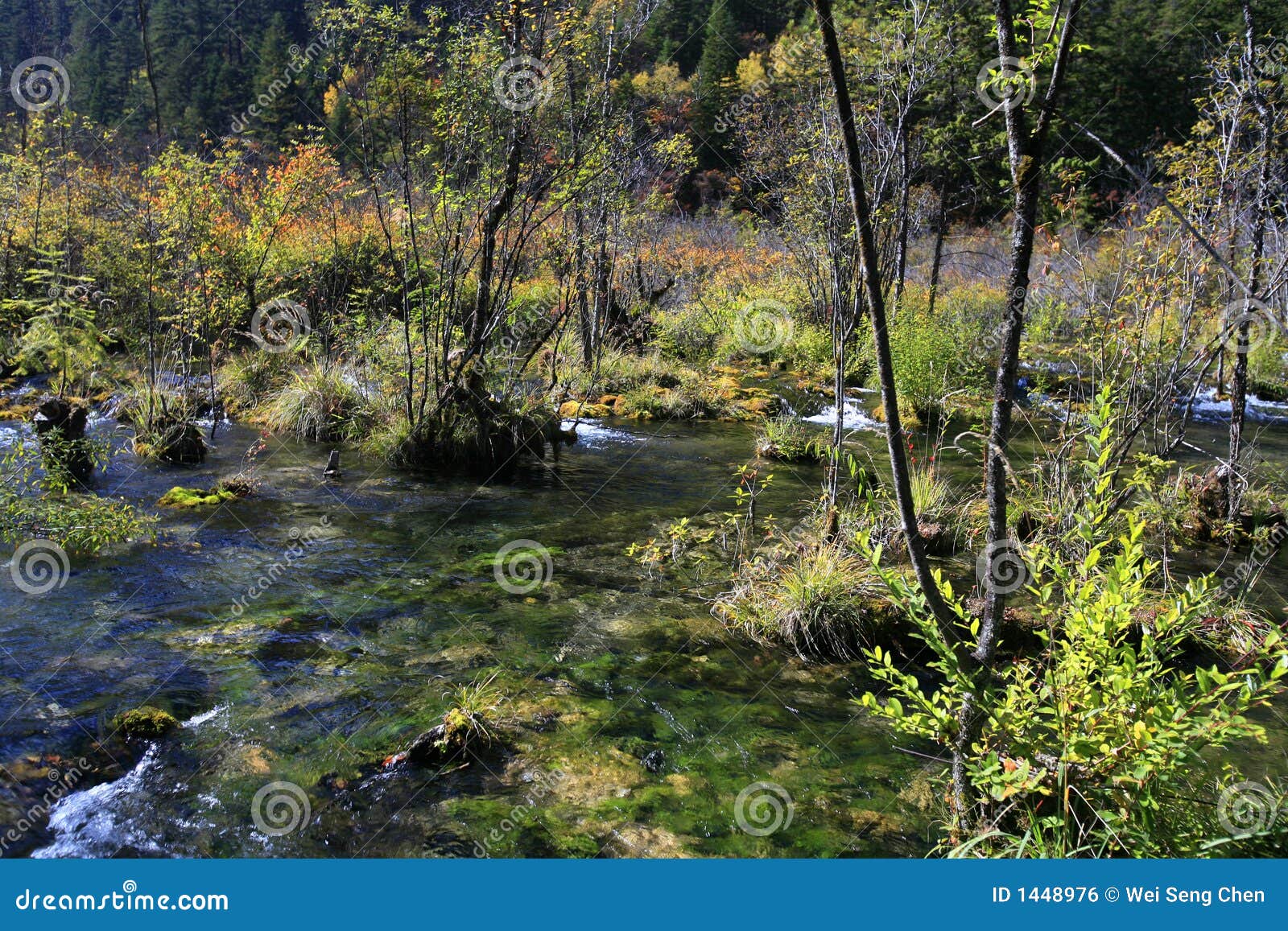 Bos en meer stock foto. Image of kleuren, achtergrond - 1448976