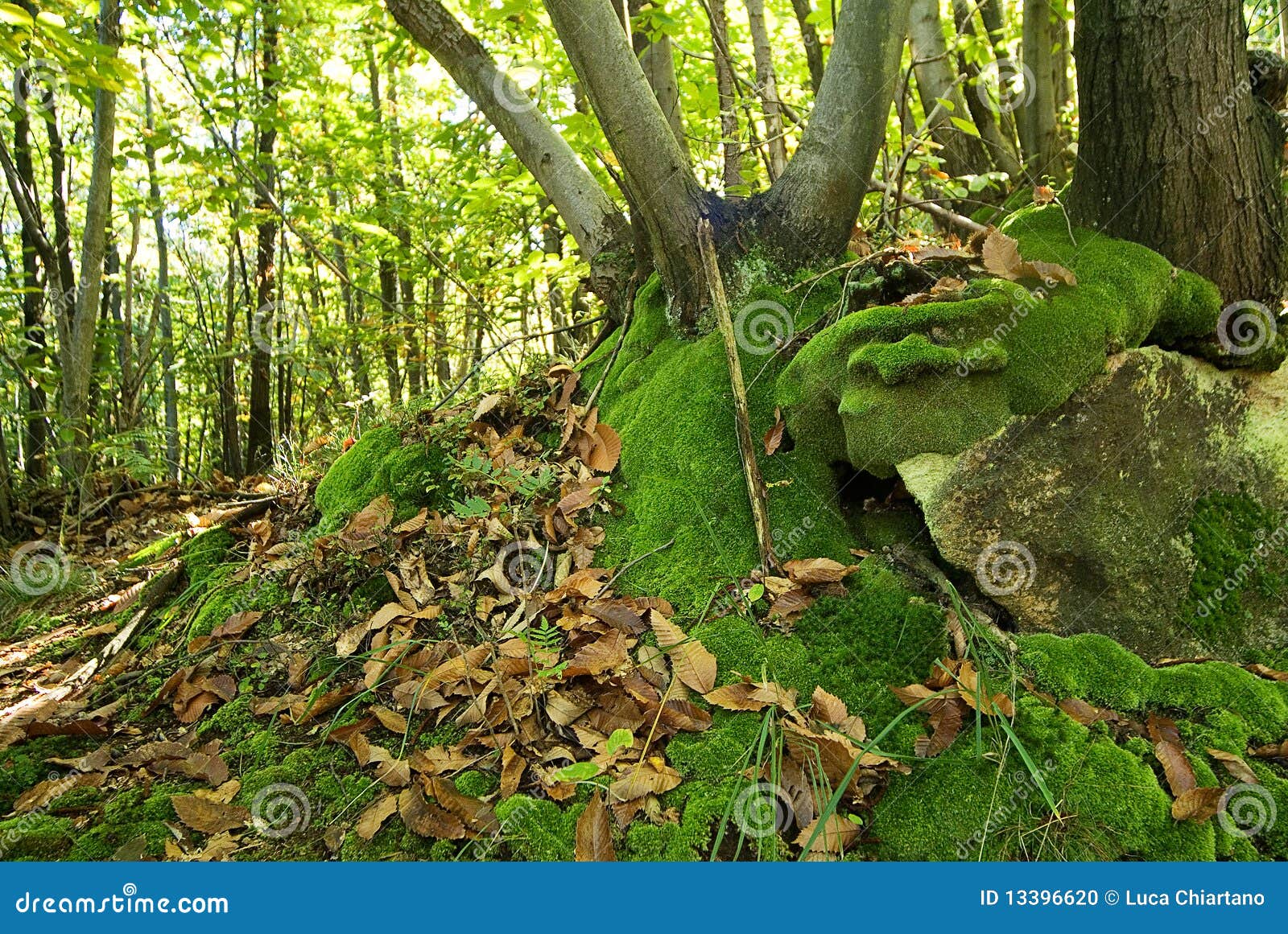 Bos en mos stock foto. Image of vertrouwelijk, bomen - 13396620