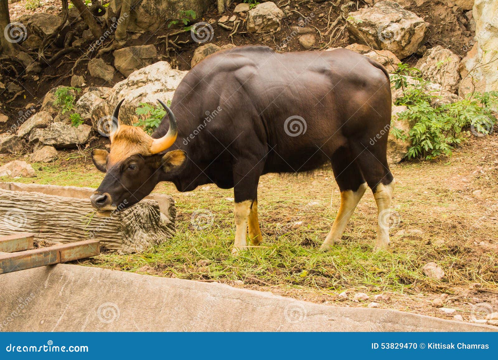 Bos gaurus stock photo. Image of gaur, fauna, muscle - 53829470