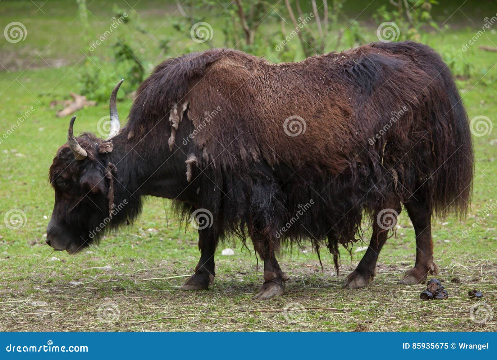 Bos Grunniens Domestico Dei Yak Immagine Stock - Immagine di fauna ...