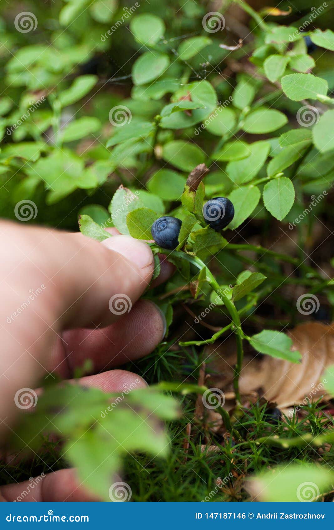 Bos Heerlijke Bosbessenstruik, Wilde Bosbes Stock Foto - Image of ...