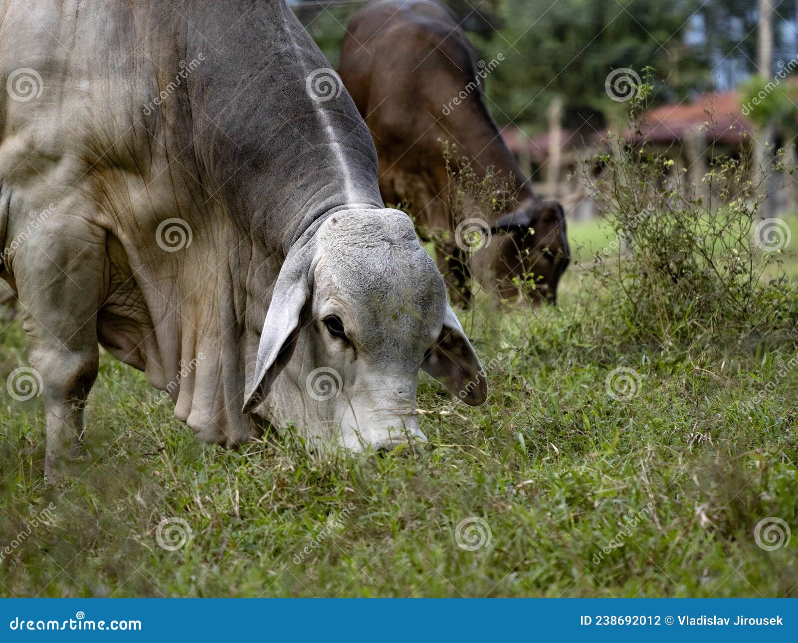 Bos Indicus Cattle is a Domestic Breed in Costa Rica Stock Photo ...
