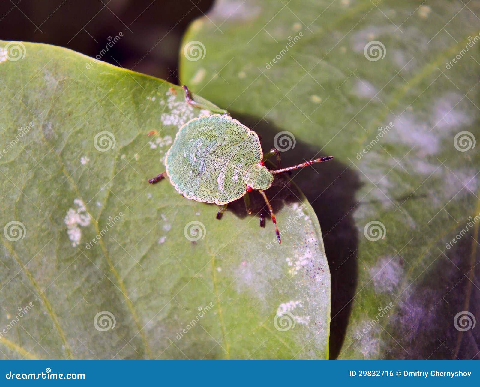 Bos insect stock foto. Image of groen, summer, blad, middag - 29832716