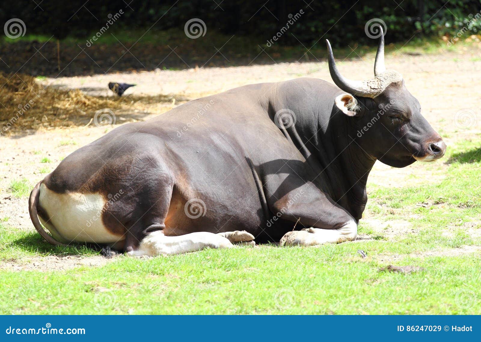 Bos Javanicus de Banteng image stock. Image du espèces - 86247029
