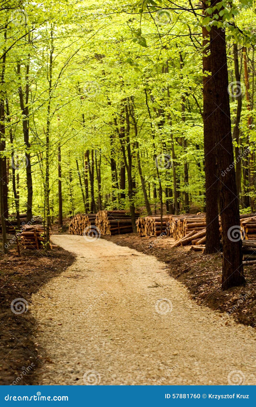 Bos landschap stock foto. Image of kleuren, lente, oktober - 57881760