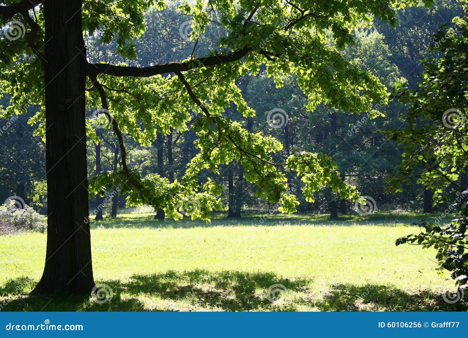 Bos landschap stock foto. Image of berk, nave, zonne - 60106256
