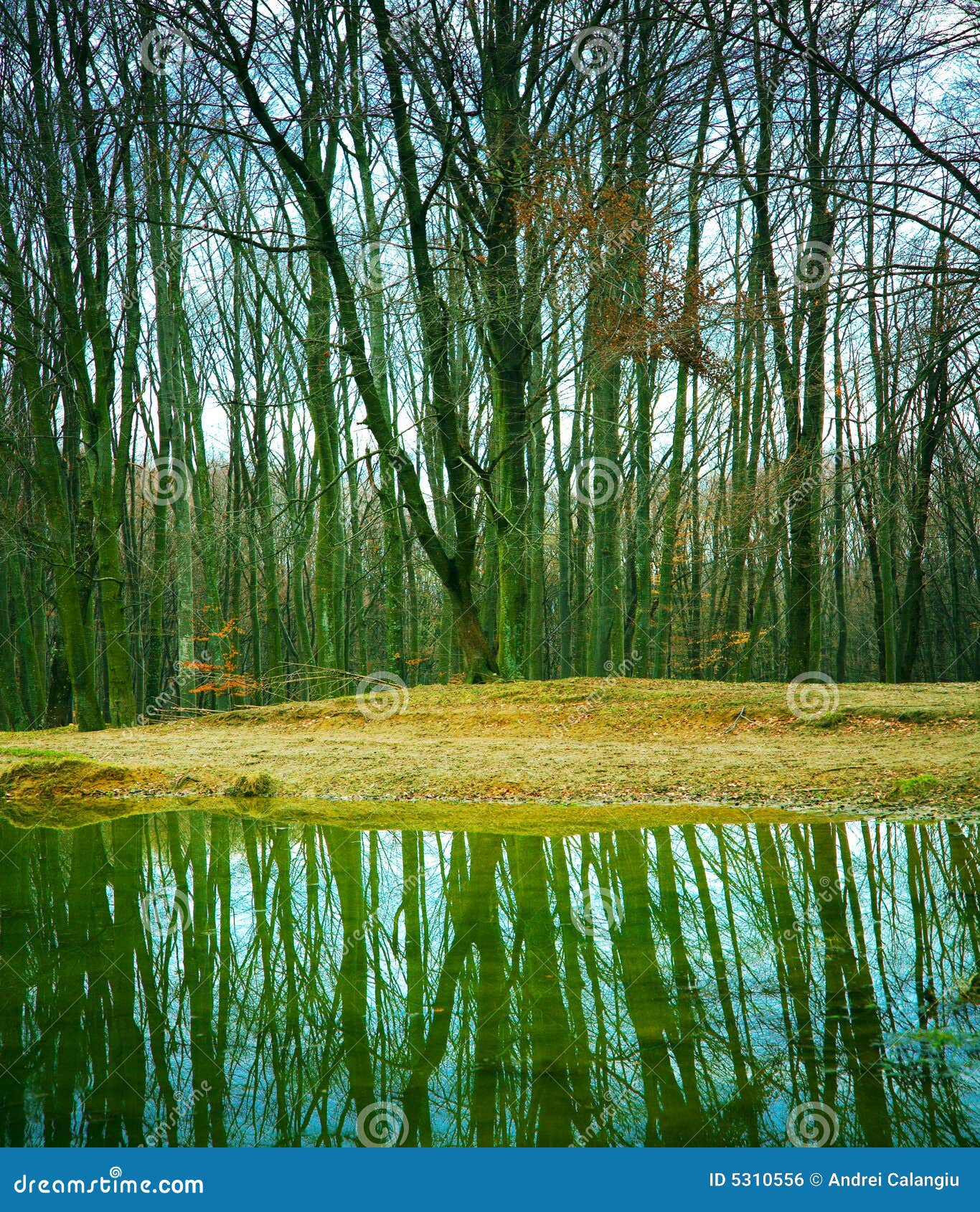 Bos meer stock foto. Image of meer, toneel, winter, vijver - 5310556