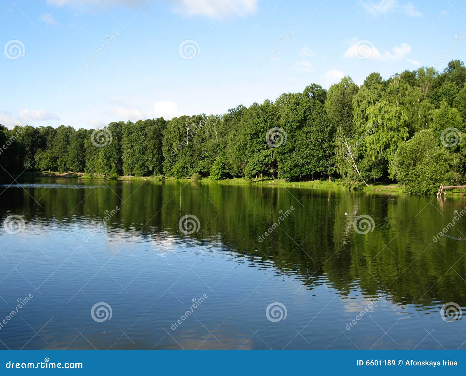 Bos meer stock afbeelding. Image of landschap, groen, vegetatie - 6601189