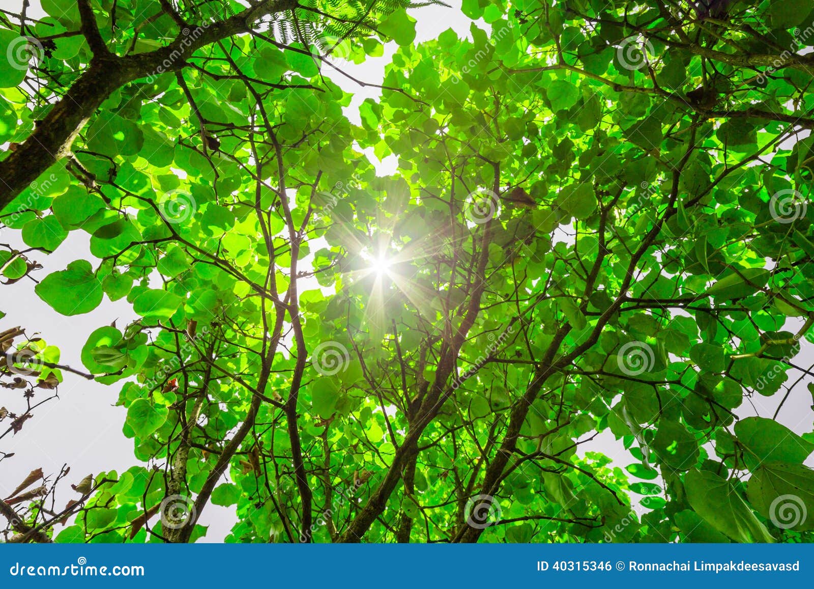 Bos met de erachter zon stock foto. Image of blad, gebied - 40315346