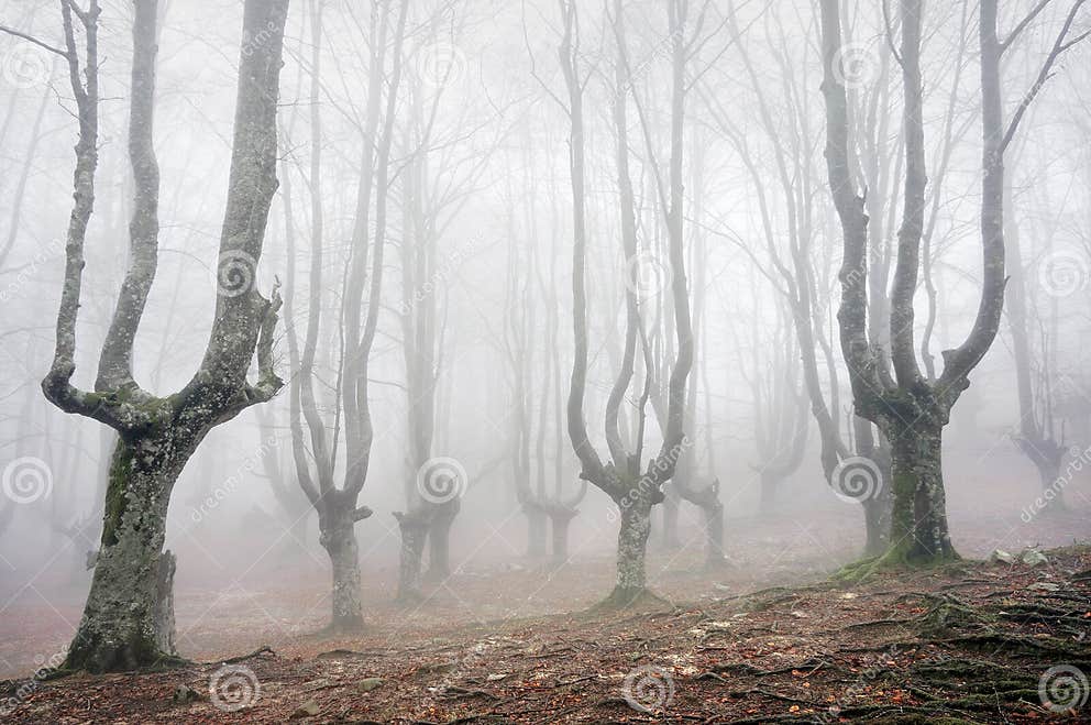 Bos met enge bomen stock foto. Image of bladeren, somber - 36039064