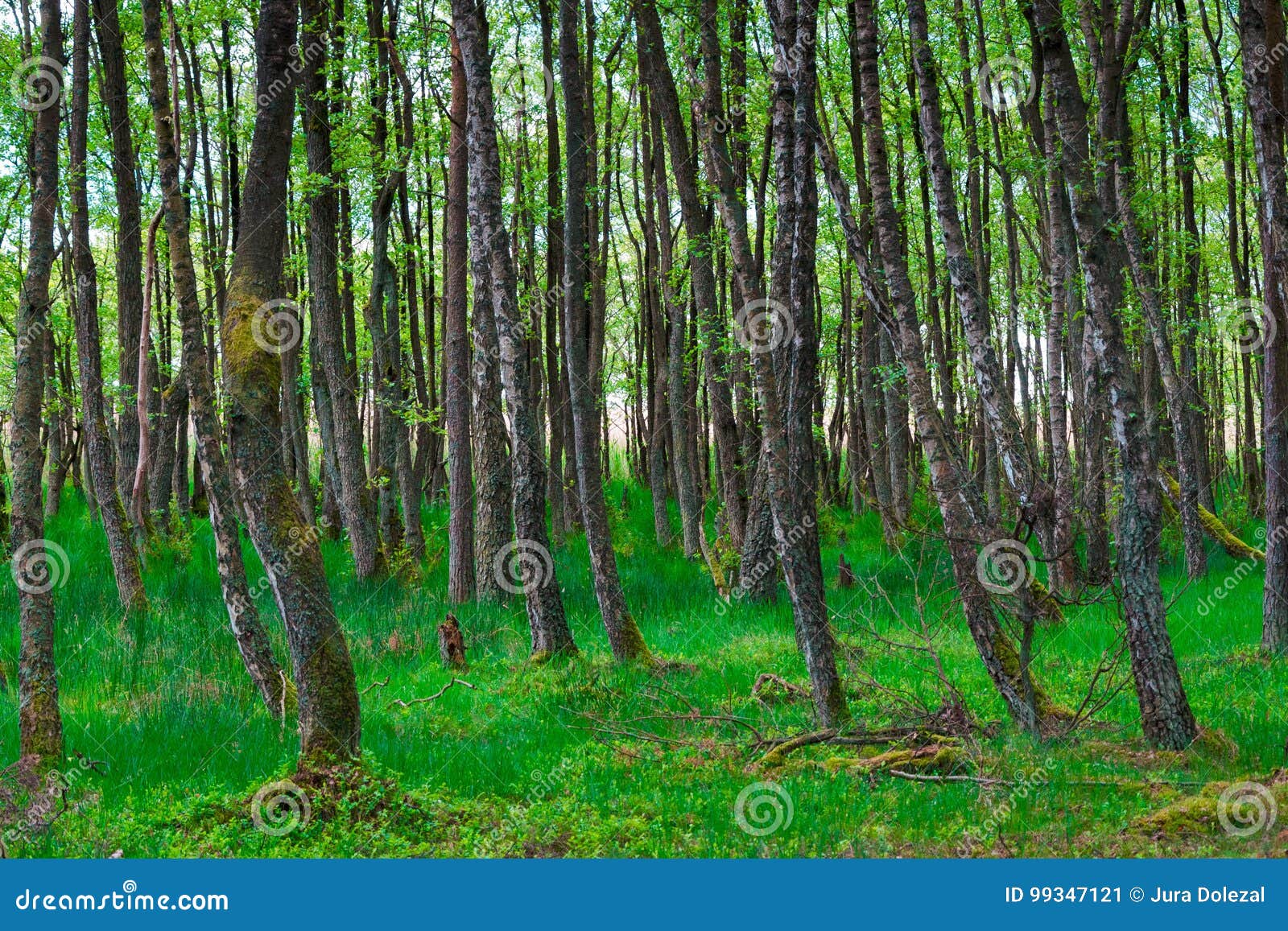 Bos met groen gras stock afbeelding. Image of toerist - 99347121