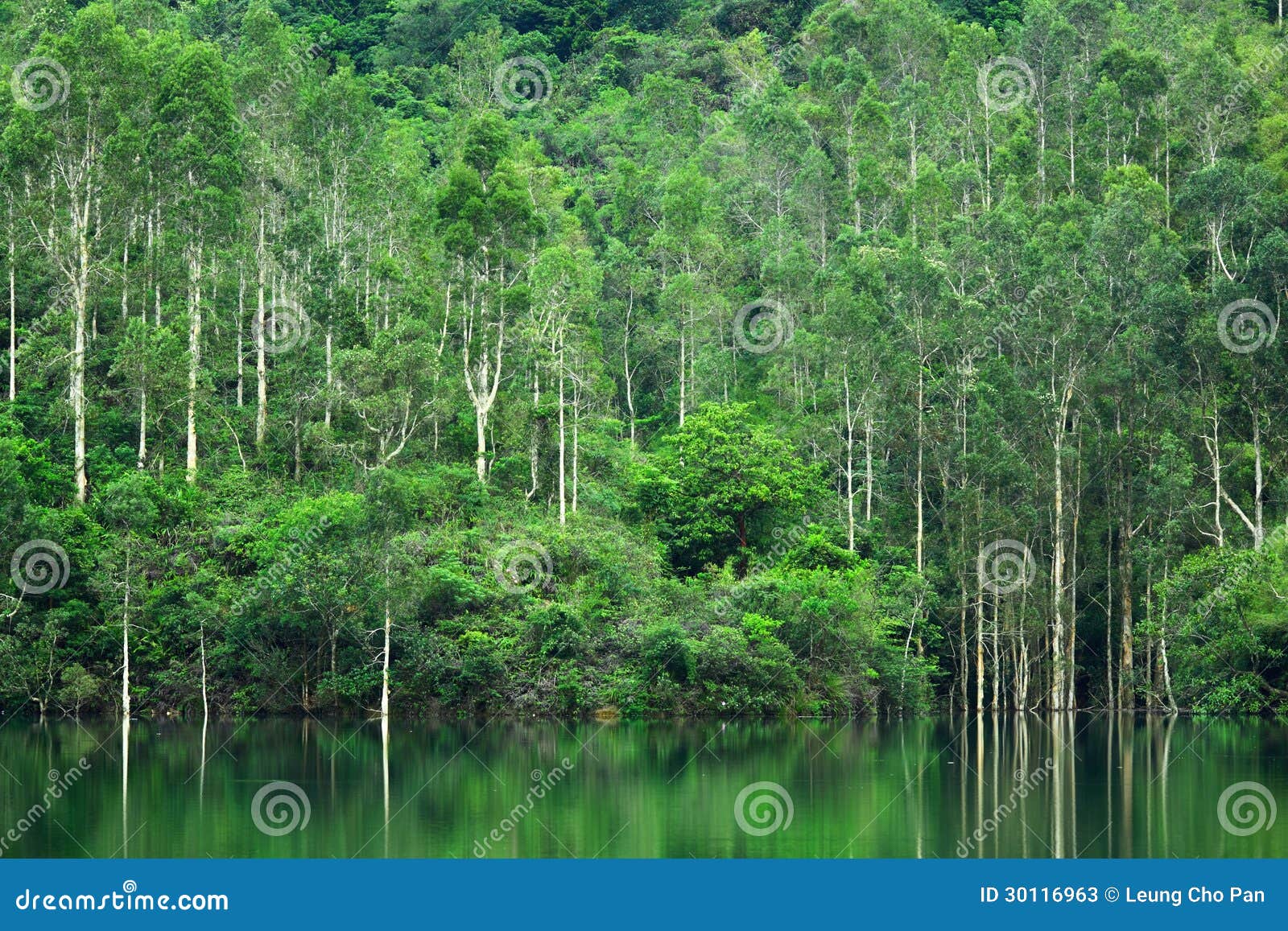 Bos met meer stock afbeelding. Image of milieu, installatie - 30116963