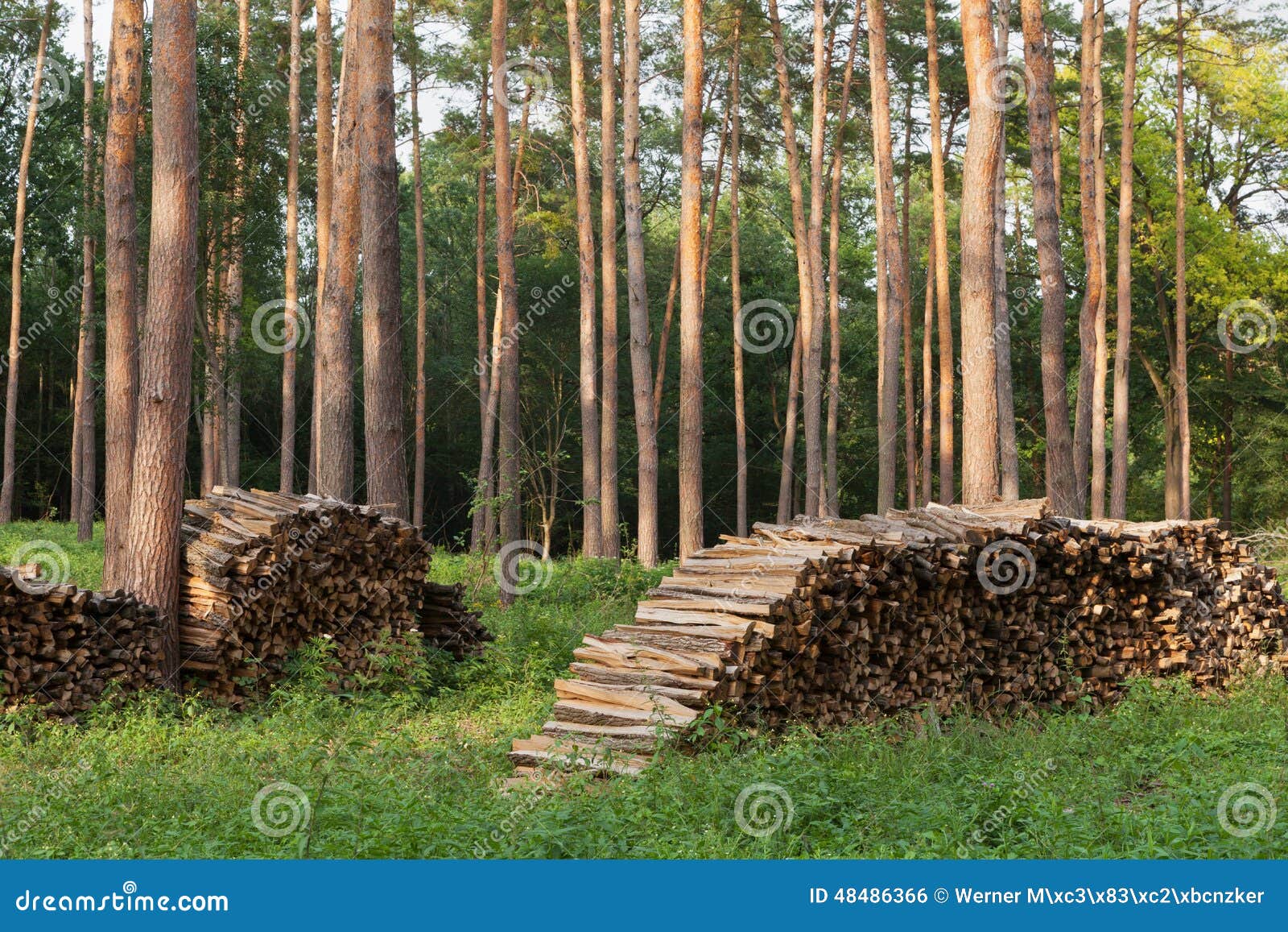 Bos met naaldbomen stock foto. Image of hoop, geveld - 48486366