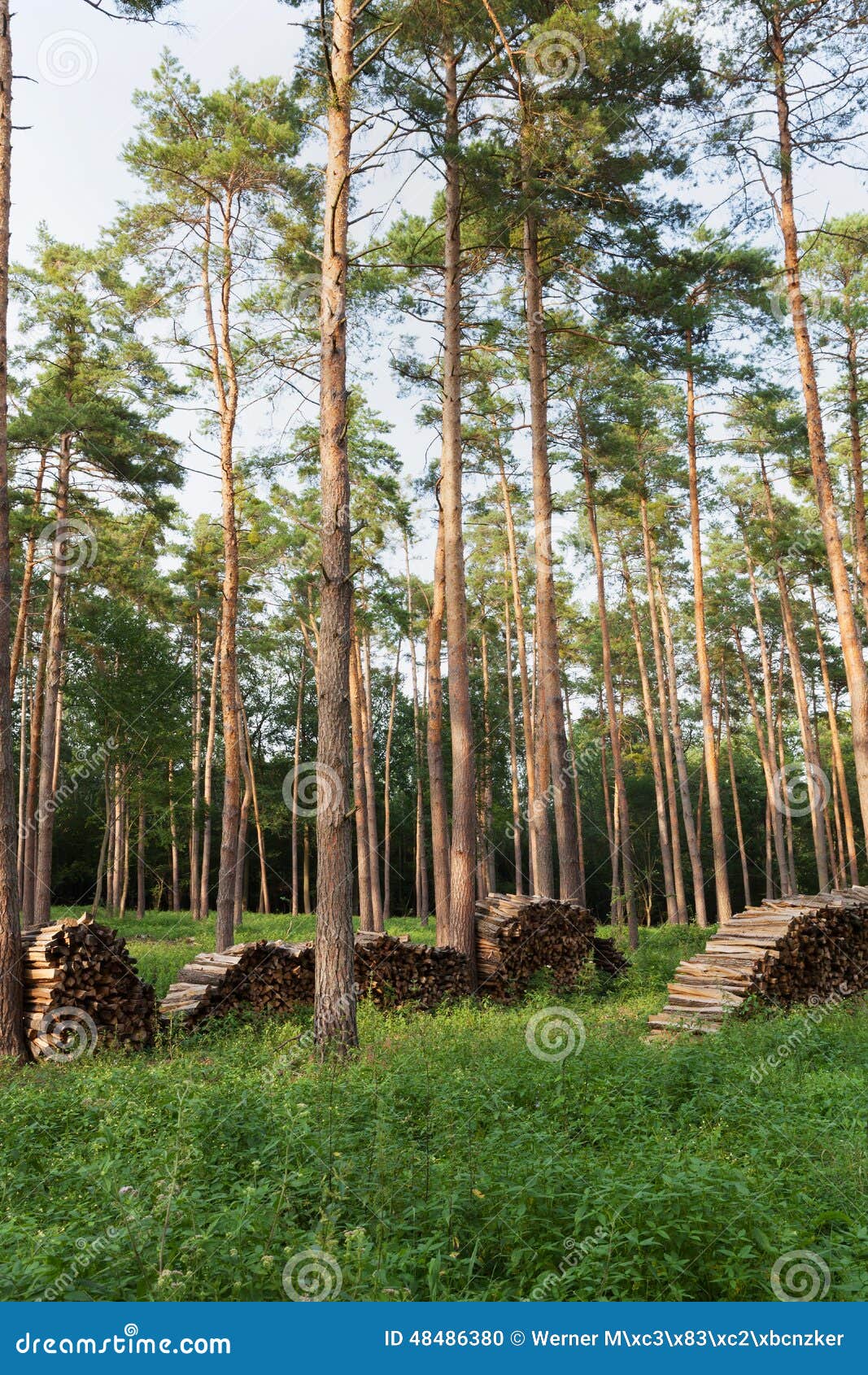 Bos met naaldbomen stock foto. Image of hoop, boom, pijnboom - 48486380