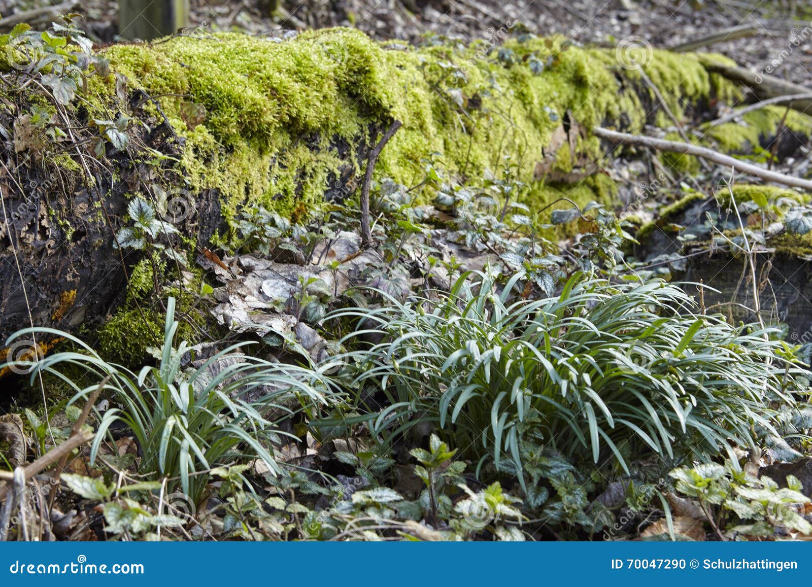 Bos - Mos Behandelde Boomstam Stock Foto - Image of gebladerte, boom ...