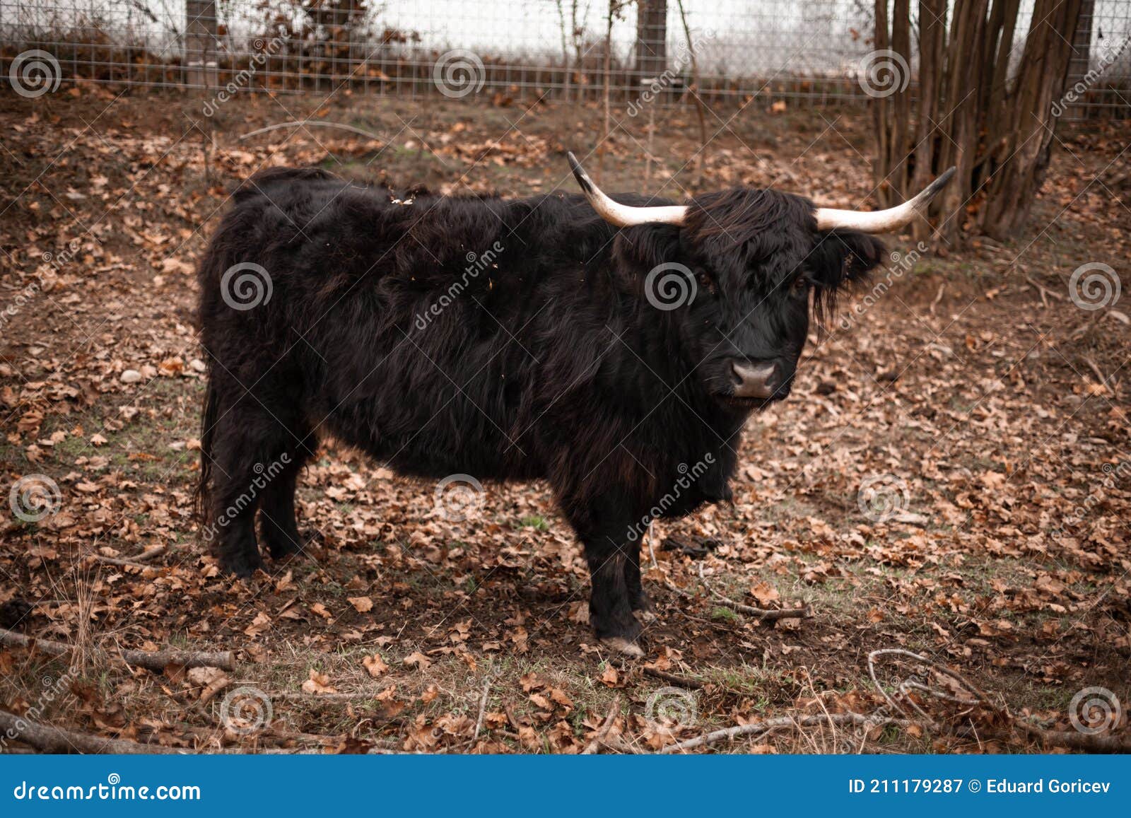 Bos Mutus Behavior on a Farm on Rural Areas Stock Image - Image of ...