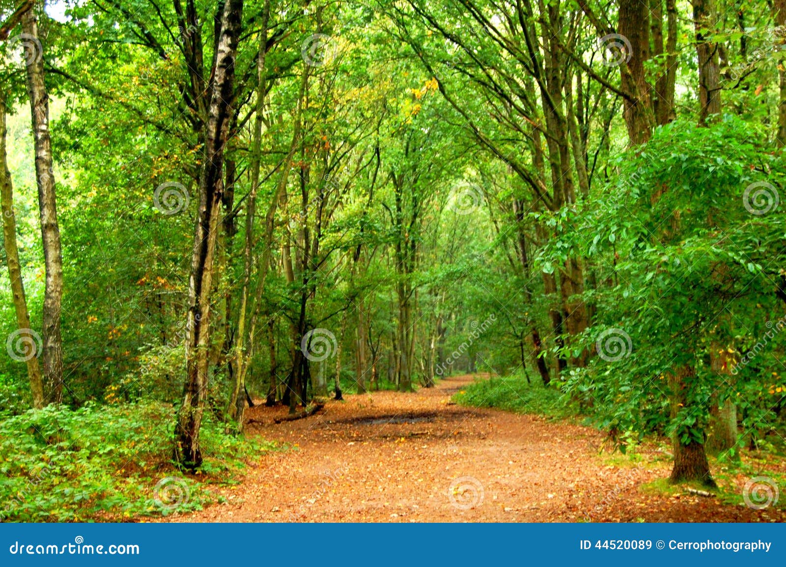 Bos in Nederland stock afbeelding. Image of koude, groen - 44520089